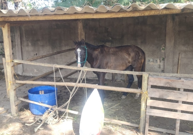 Cavalo é encontrado desacordado preso a carroça na região do bairro ...