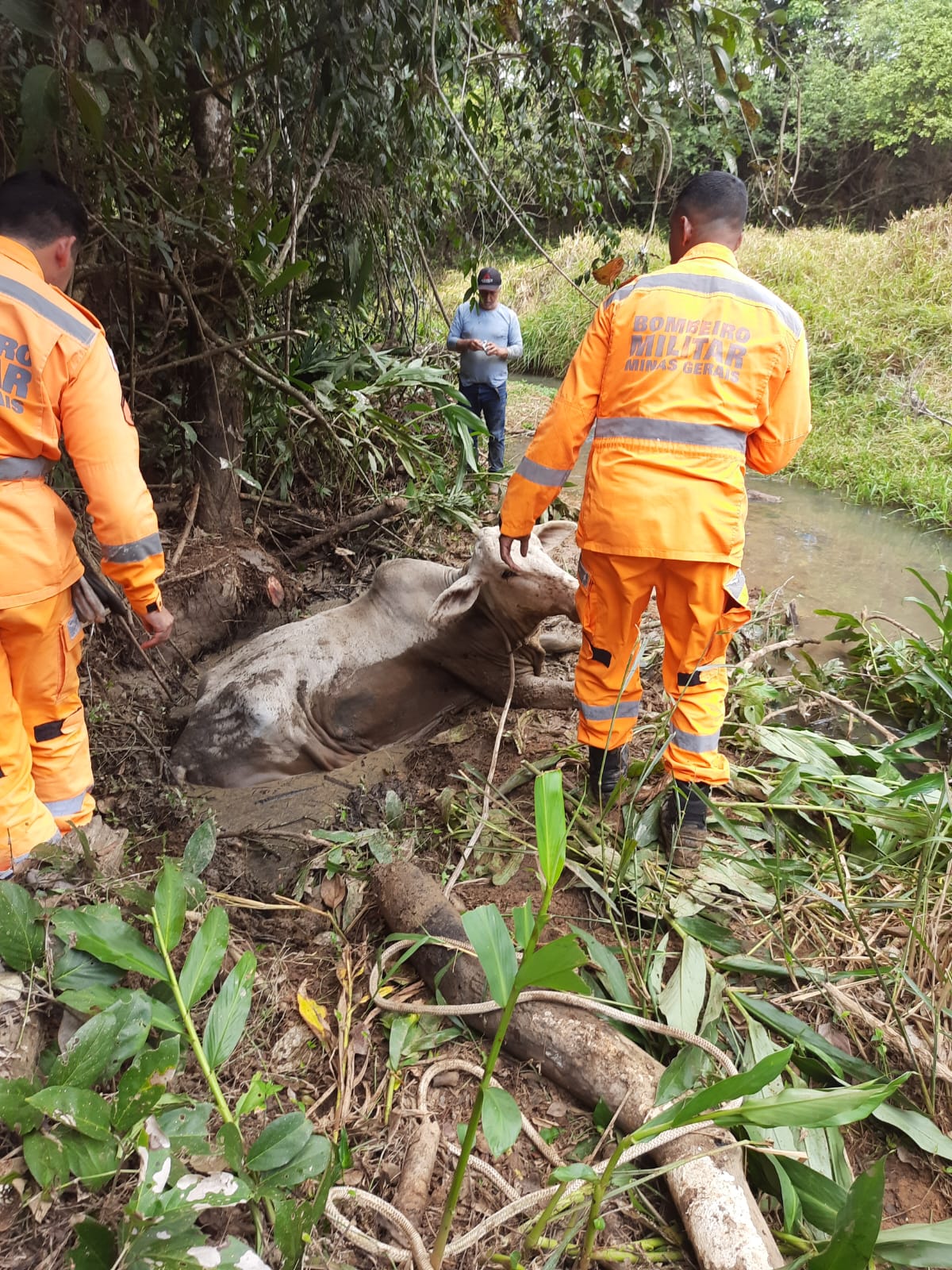 Boi fica preso em área alagada e mobiliza resgate dos bombeiros em ...